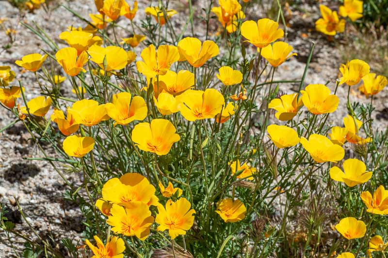 Gold Poppy A Patch Of Mexican Gold Poppy Wildflowers On A Hillside In