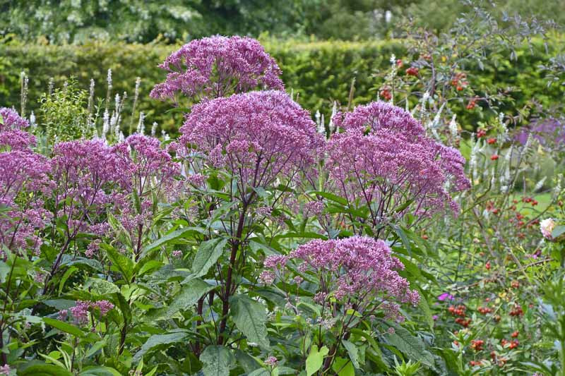 Eutrochium dubium (Coastal Plain Joe Pye Weed)