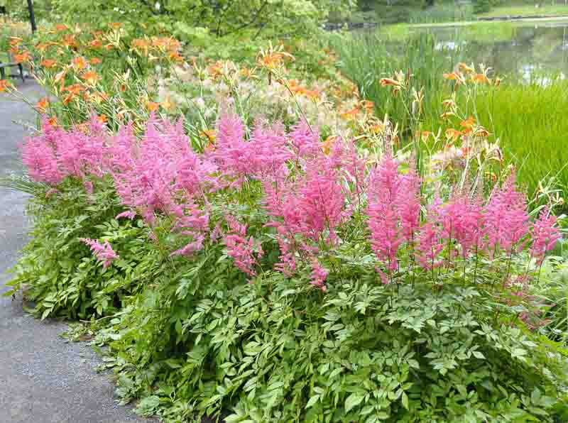Extend the Blooming Season of Your Astilbes