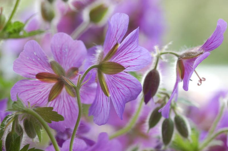 Geranium Plant Spreading Low