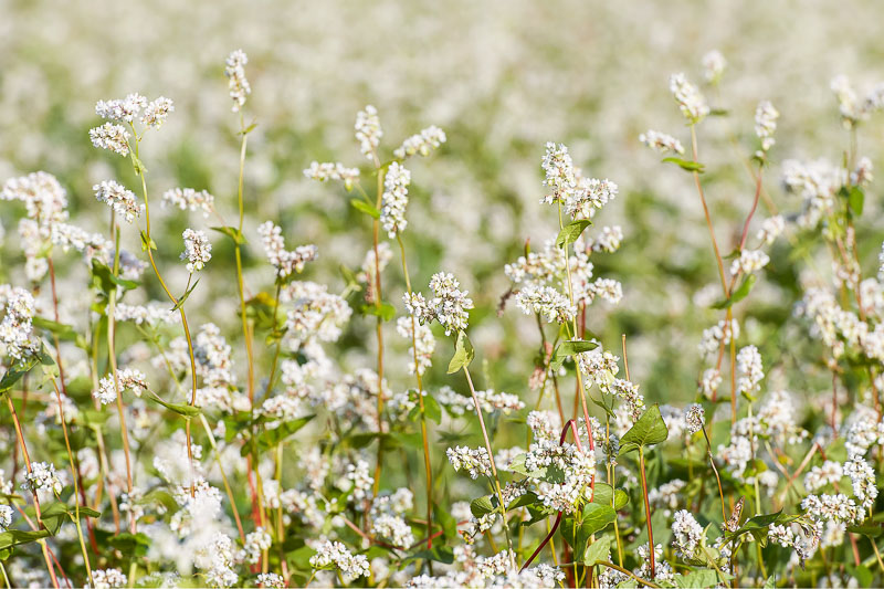 Buckwheat