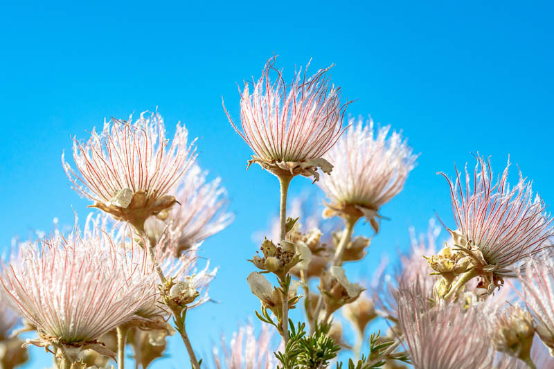 Apache Plume Flower