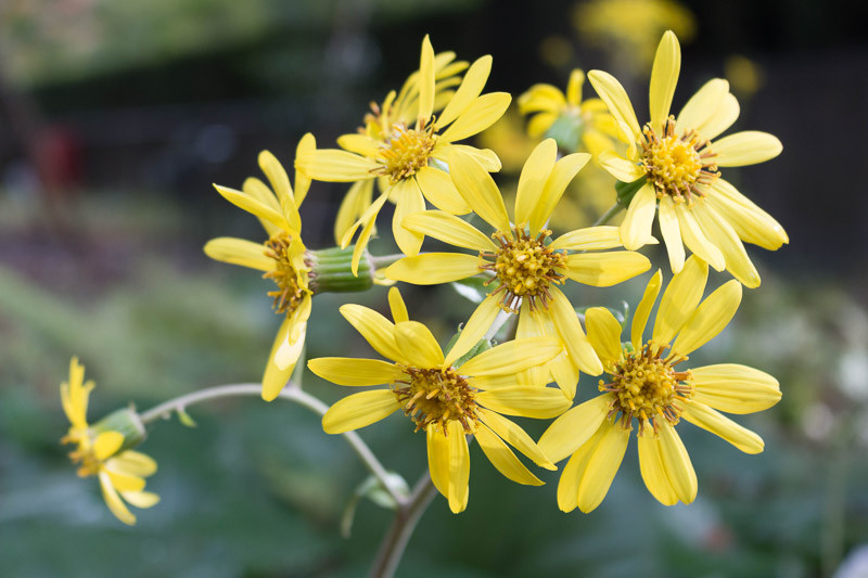 Leopard Plant: A strikingly beautiful perennial for the shade garden