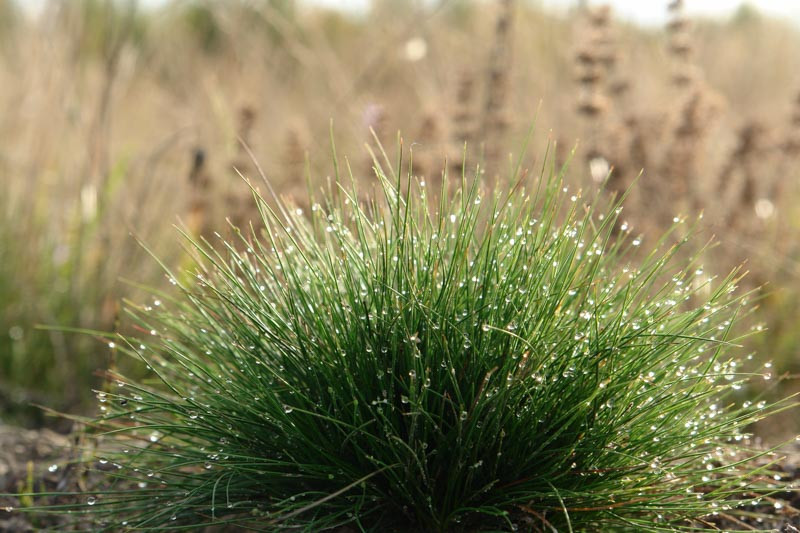 Festuca ovina (Sheep Fescue)