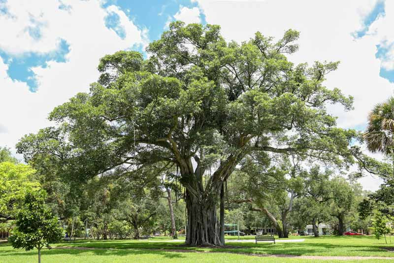 Strangler Fig Tree Fruit