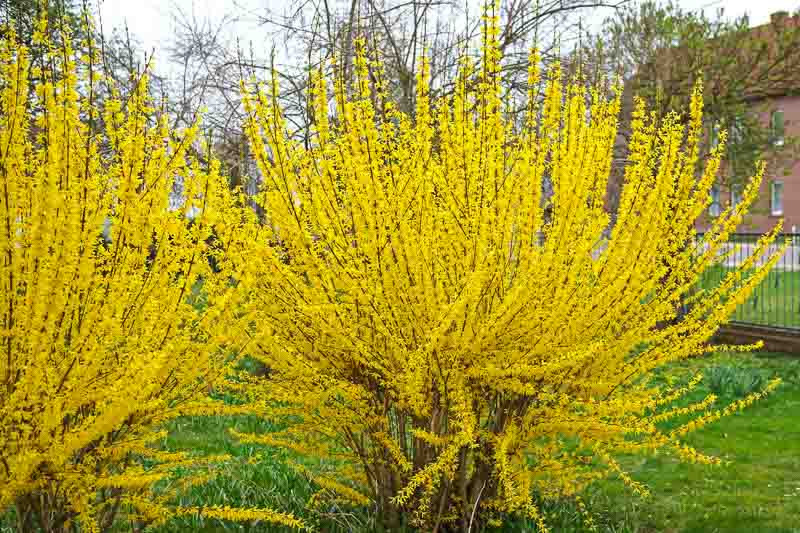Forsythia x intermedia 'Lynwood Variety' (Border Forsythia)