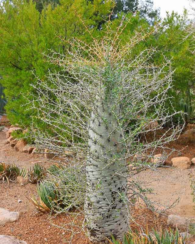 Fouquieria columnaris (Boojum Tree)