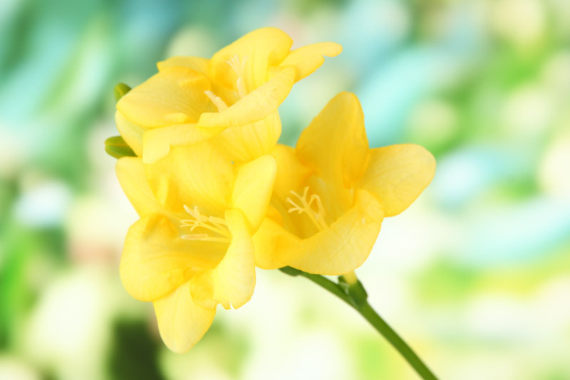 Freesia Single Yellow