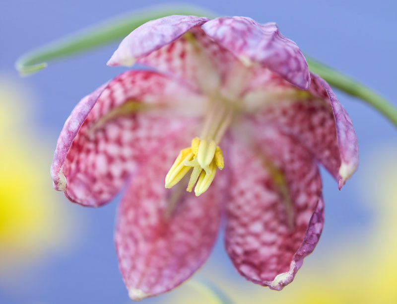 Fritillaria meleagris (Checkered Lily)