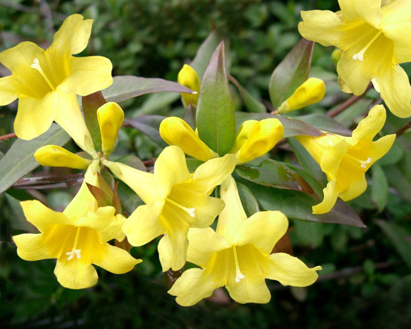 Gelsemium sempervirens (Carolina Jessamine)