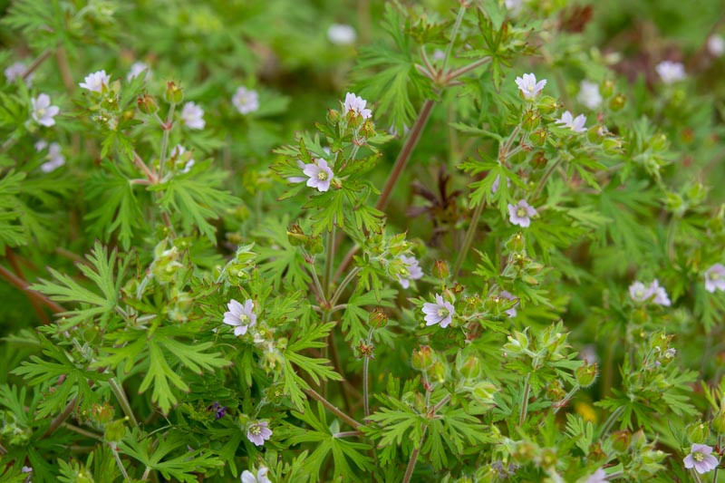Wild Geranium Seed