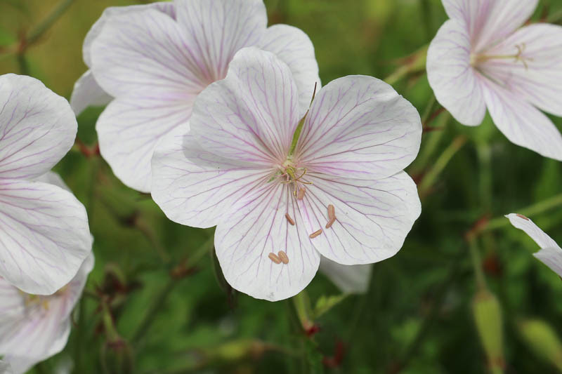 Geranium clarkei 'Kashmir White' (Cranesbill)