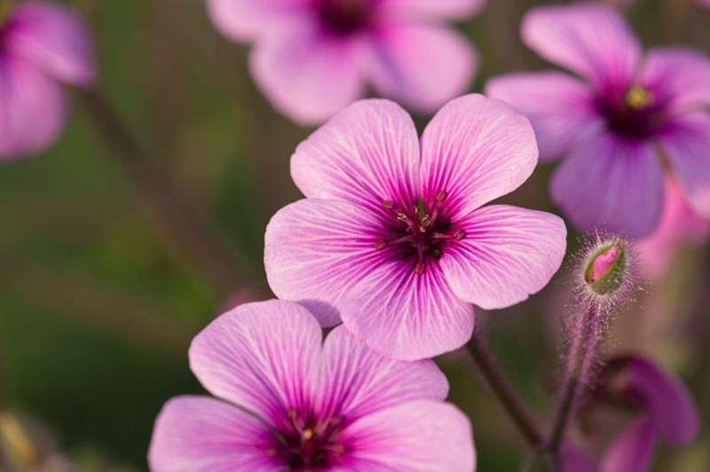Geranium maderense (Cranesbill)