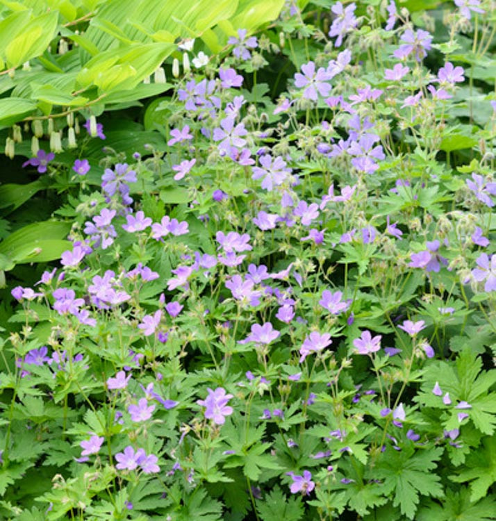 Geranium sylvaticum 'Birch Lilac' (Wood Cranesbill)
