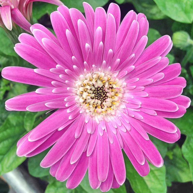 Purple Gerber Daisy
