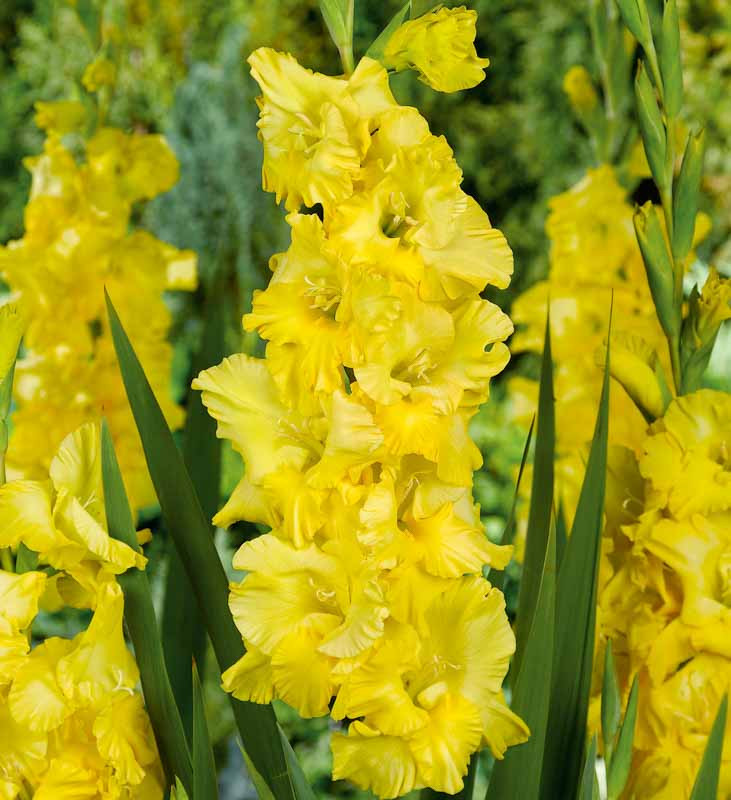 Gladiolus 'Charisma' (Sword-Lily)