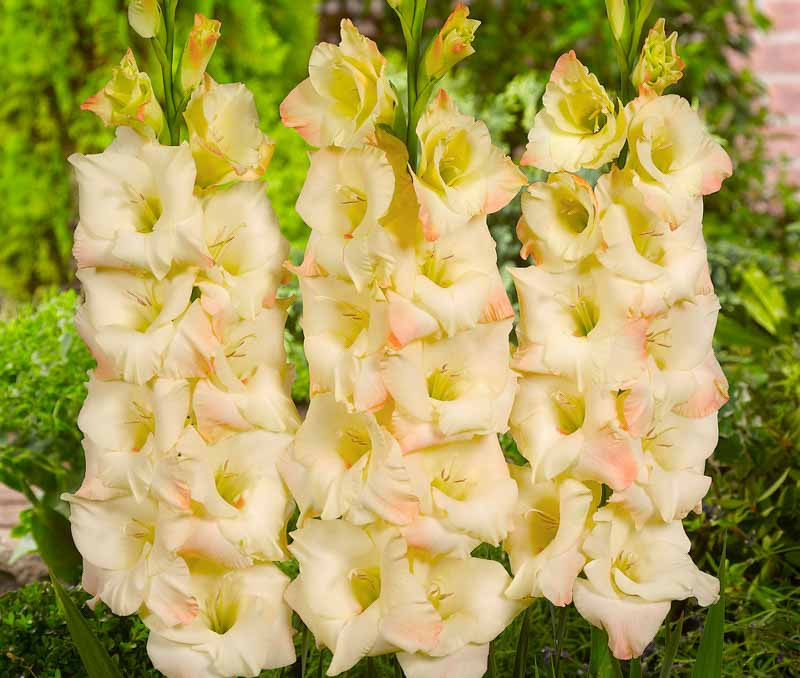 Gladiolus 'Cream Perfection' (Sword Lily)