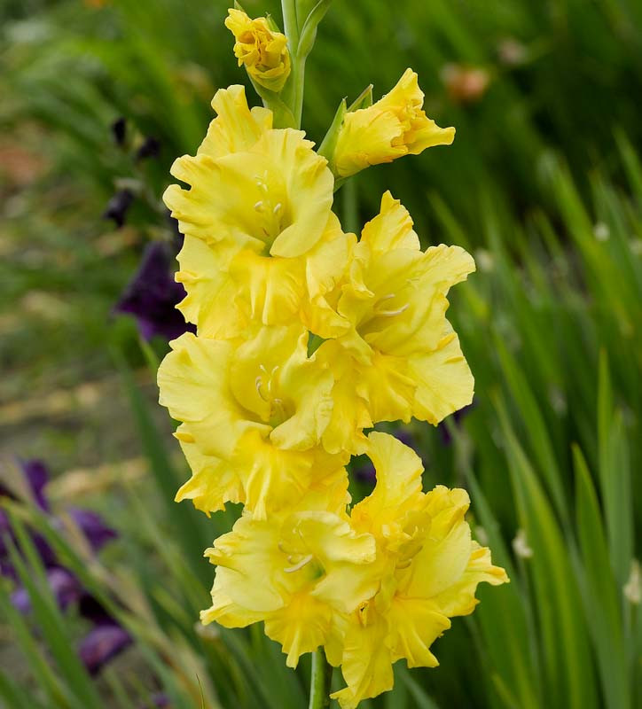 Gladiolus 'Lemon Drop' (Sword-Lily)