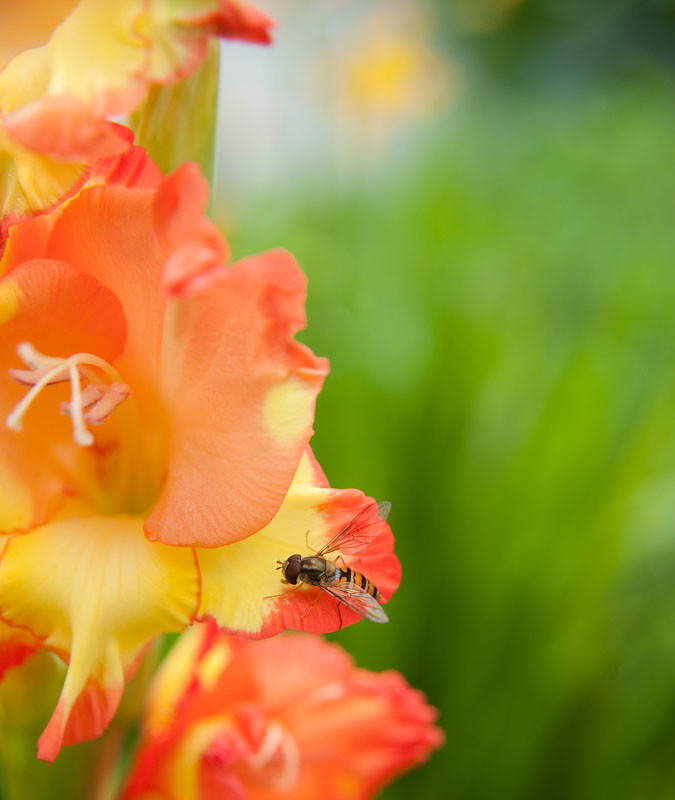 Gladiolus 'Little Darling' (Sword-Lily)
