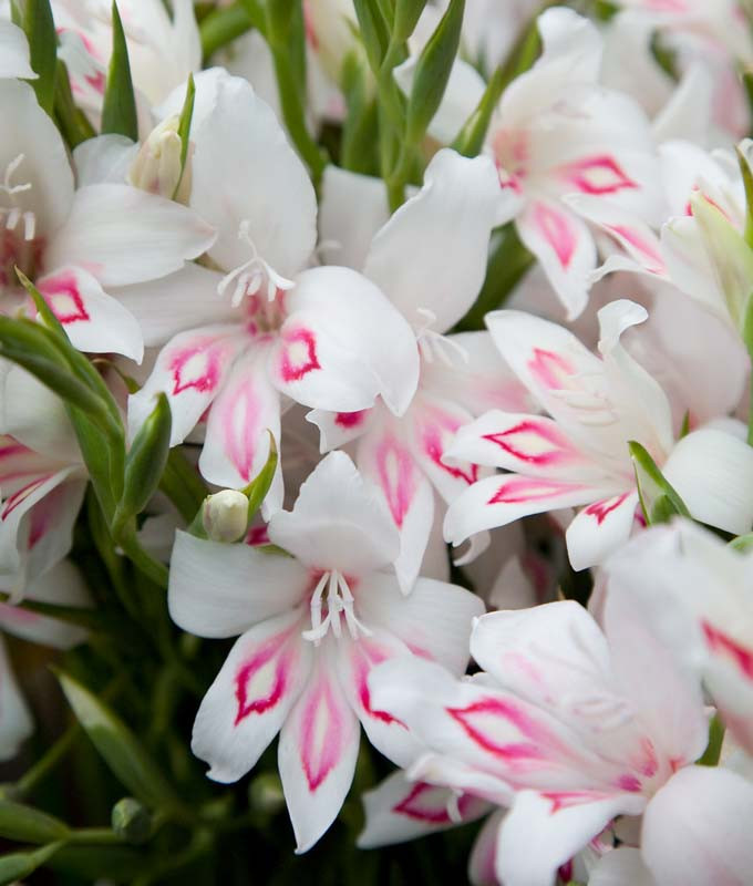Gladiolus 'Nymph' (Sword-Lily)