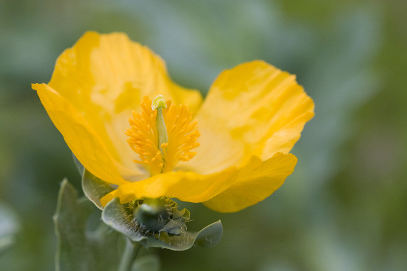 Glaucium flavum (Yellow Horned Poppy)
