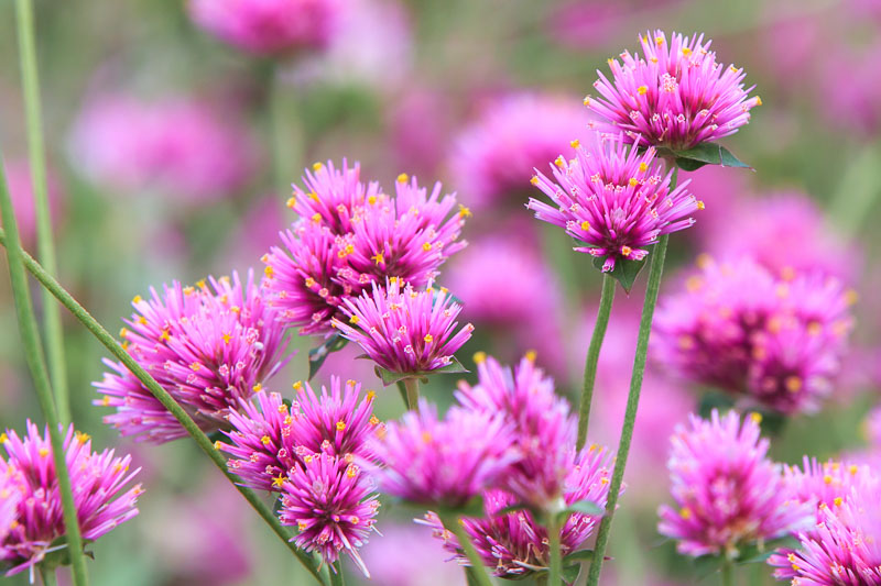 Gomphrena globosa 'Fireworks' (Globe Amaranth)
