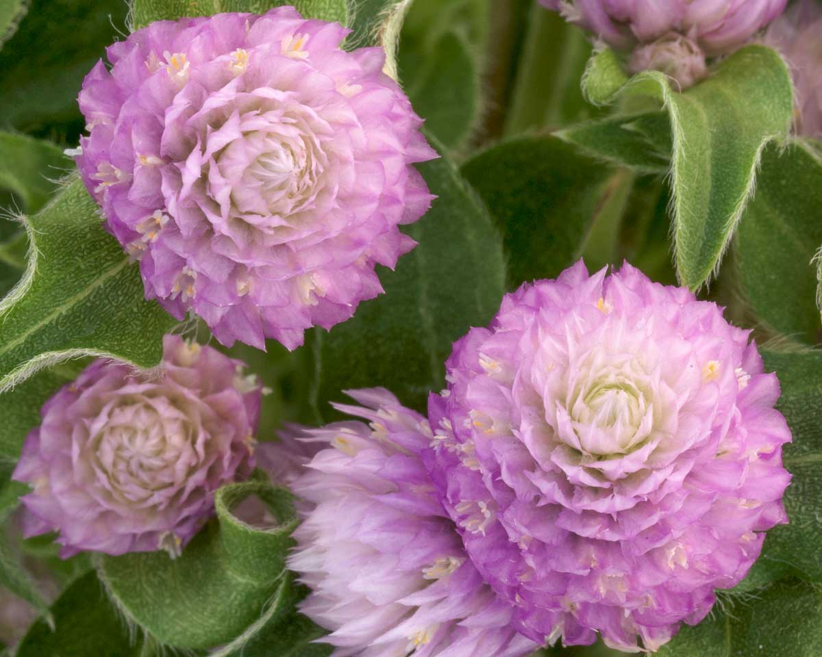 Gomphrena globosa 'Gnome Pink' (Globe Amaranth)