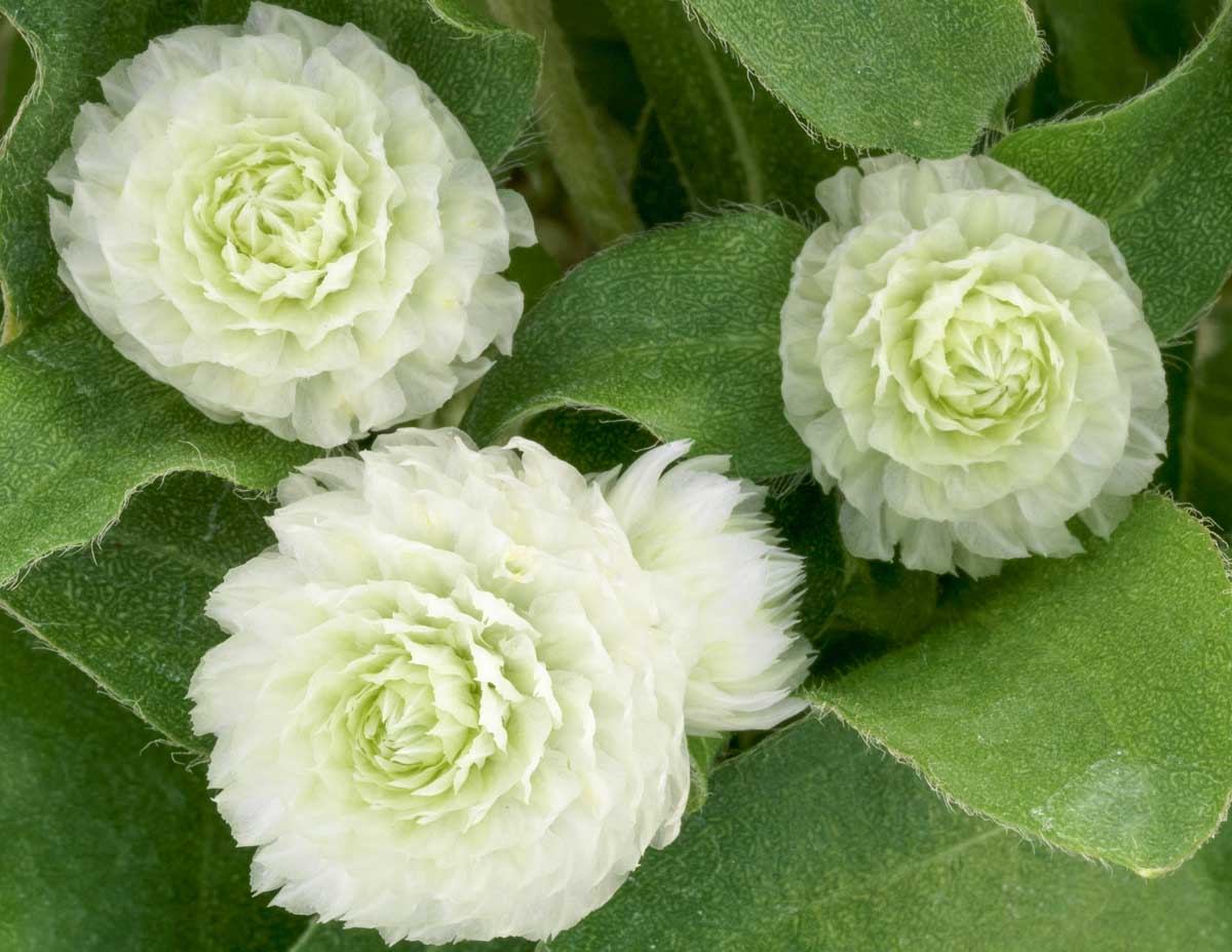 Gomphrena globosa 'Gnome White' (Globe Amaranth)