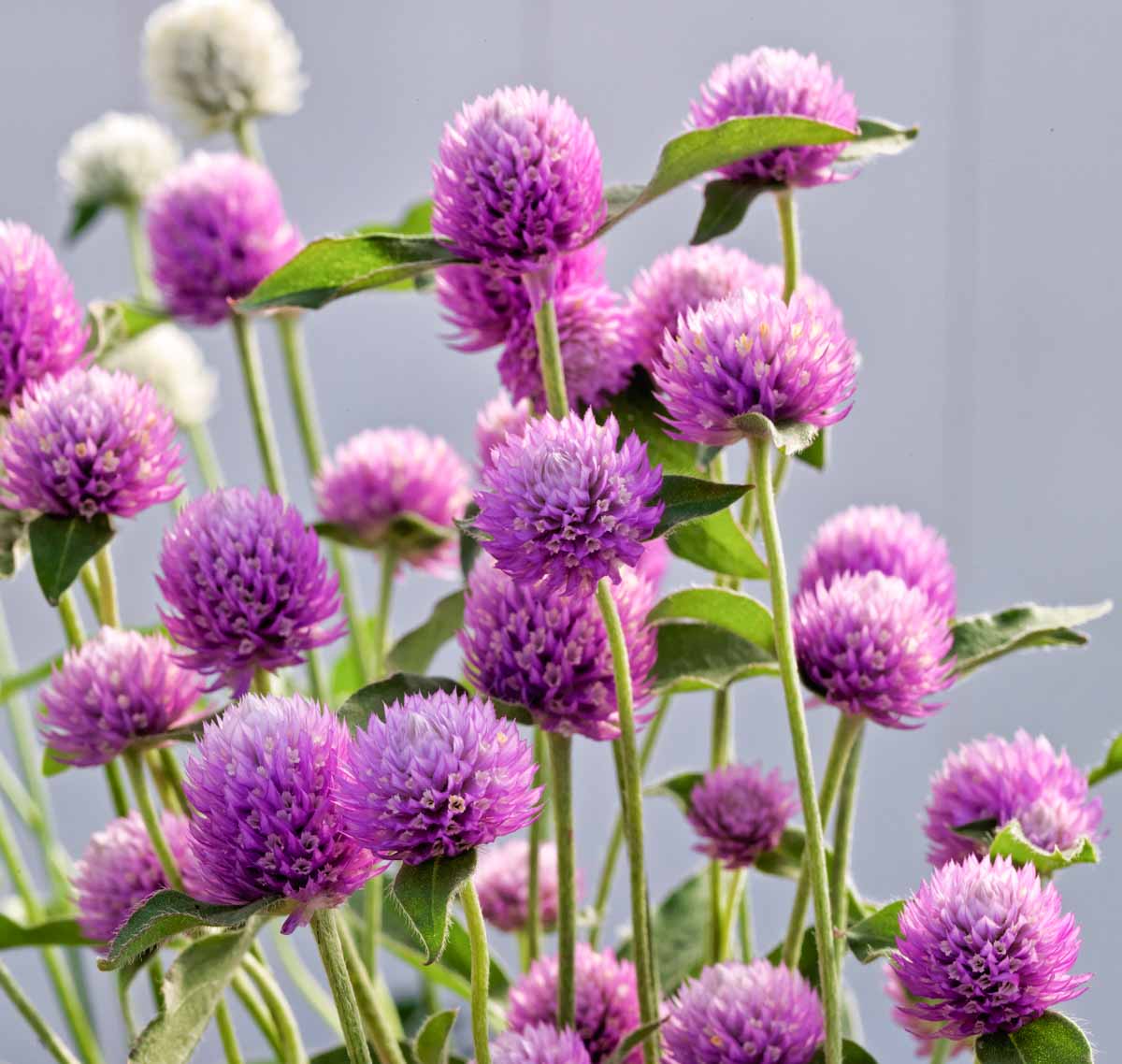 Gomphrena globosa 'Ping Pong Pink' (Globe Amaranth)
