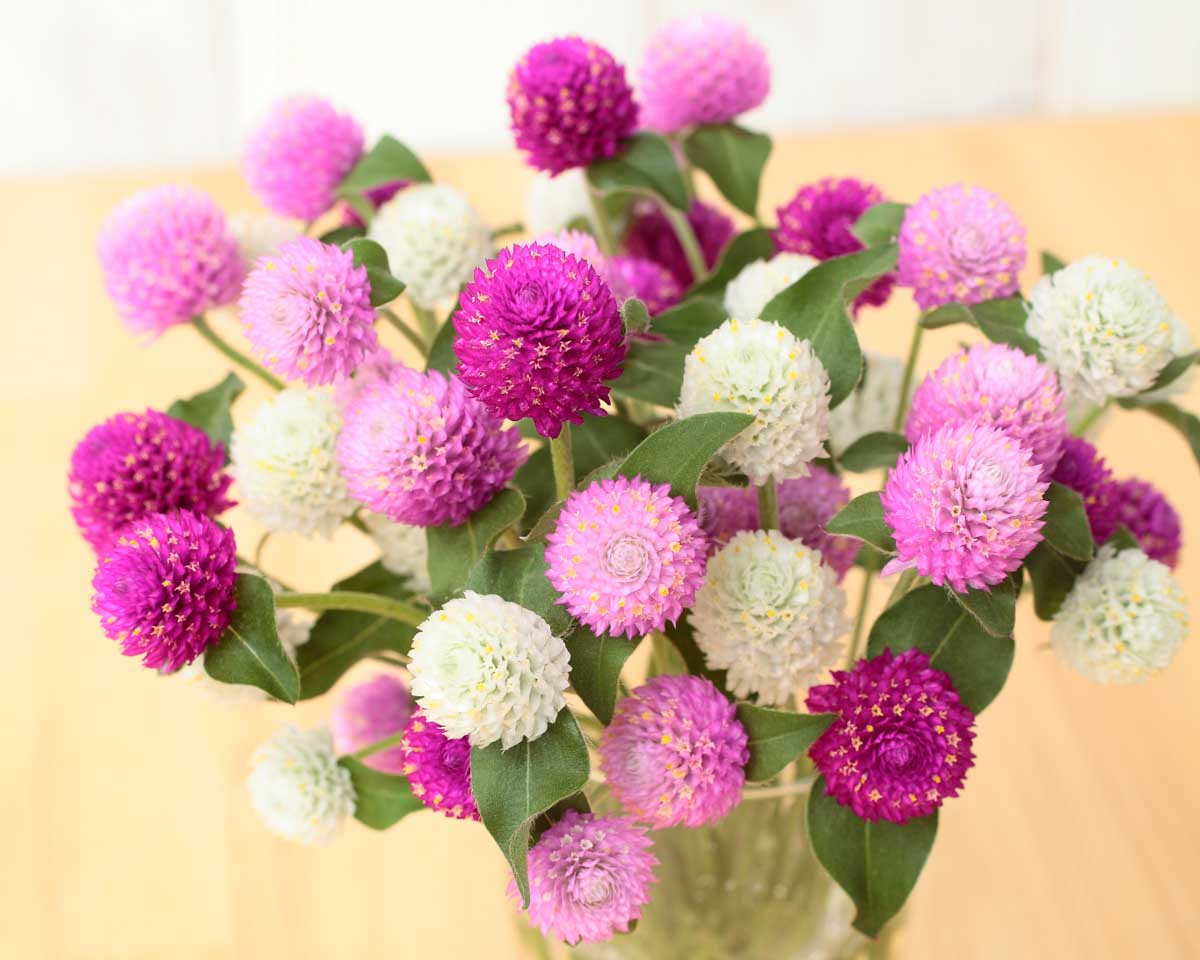 Gomphrena globosa 'Ping Pong Series' (Globe Amaranth)