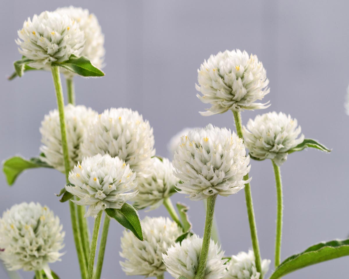 Gomphrena globosa 'Ping Pong White' (Globe Amaranth)