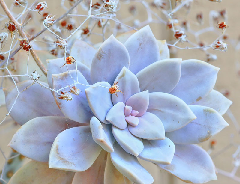 Graptopetalum 'Superbum' (Beautiful Graptopetalum)