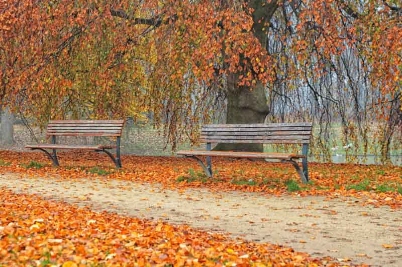 Great North American Trees for Moist Soils in New England