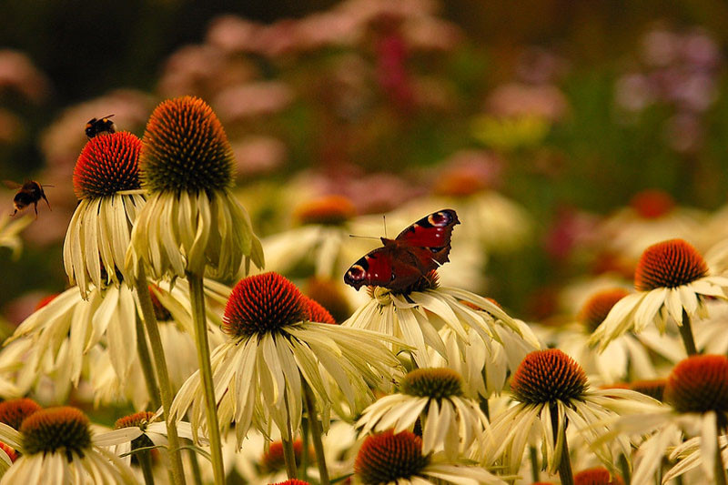 Native Flowers Of Tennessee
