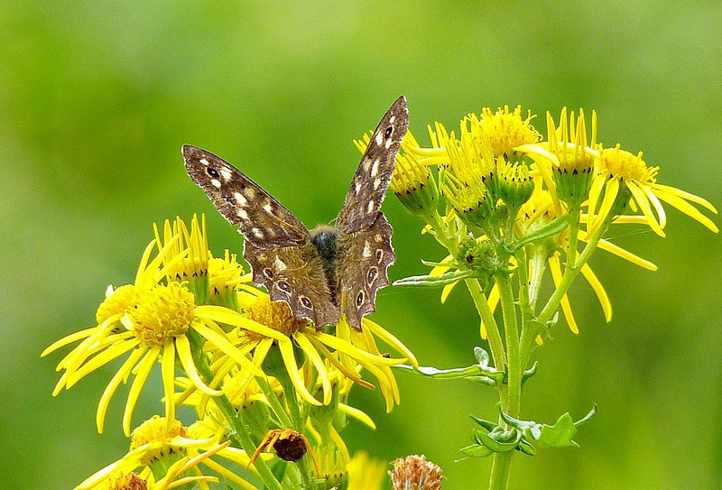 Arizona Native Plants that Attract Bees, Butterflies, Hummingbirds