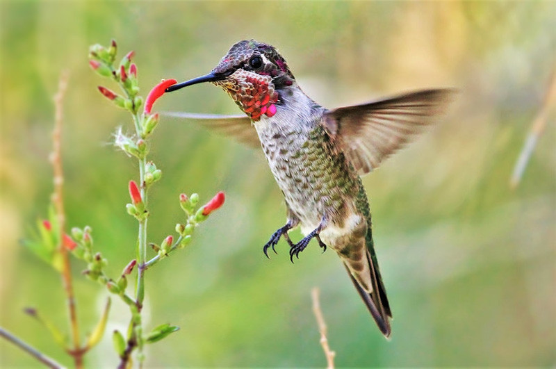Best Pollinator Plants for California Southern Coast Gardens