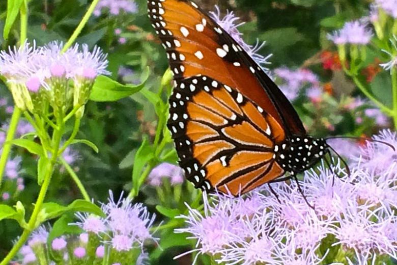 Great Pollinator Plants for Florida