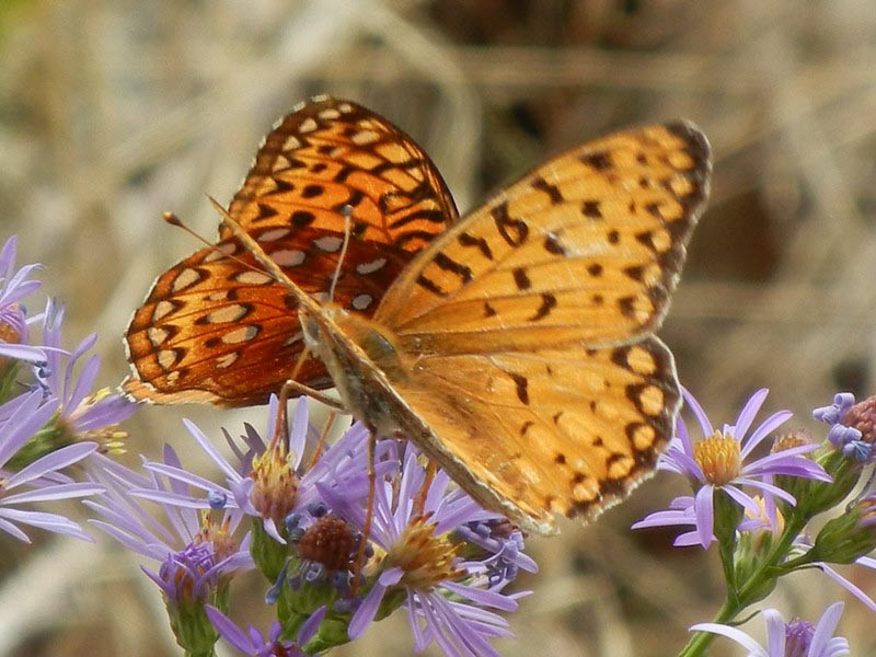 Great Pollinator Plants for Nevada
