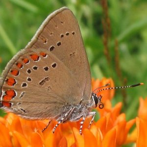 Ohio Planting Zones - Growing Zones Guide