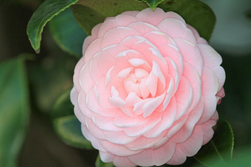 Great Shrubs for Shady Gardens in the Mid-Atlantic Region