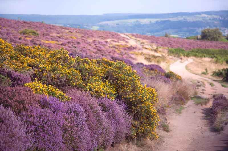 Evergreen Plants For Slopes Ground Cover Plants: Everything You Need