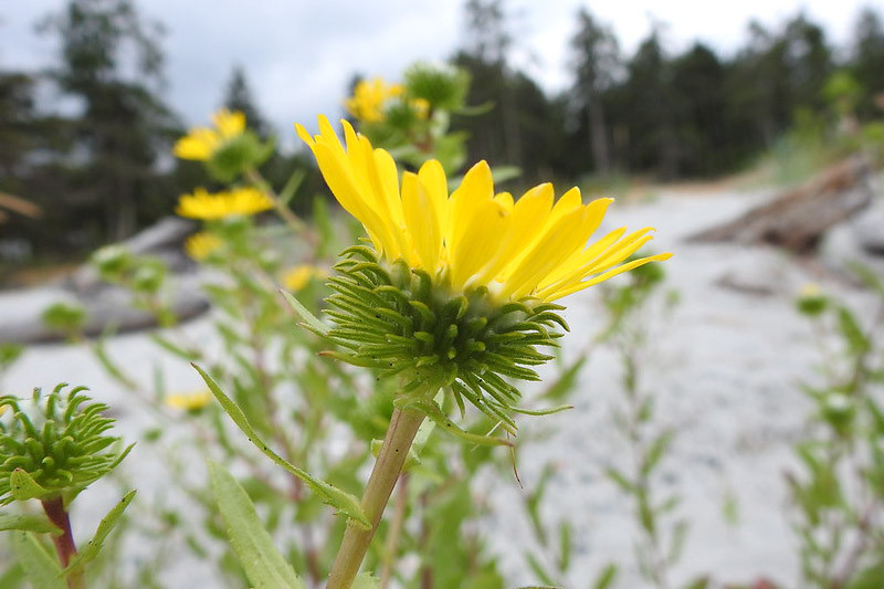 Grindelia integrifolia (Puget Sound Gumweed)