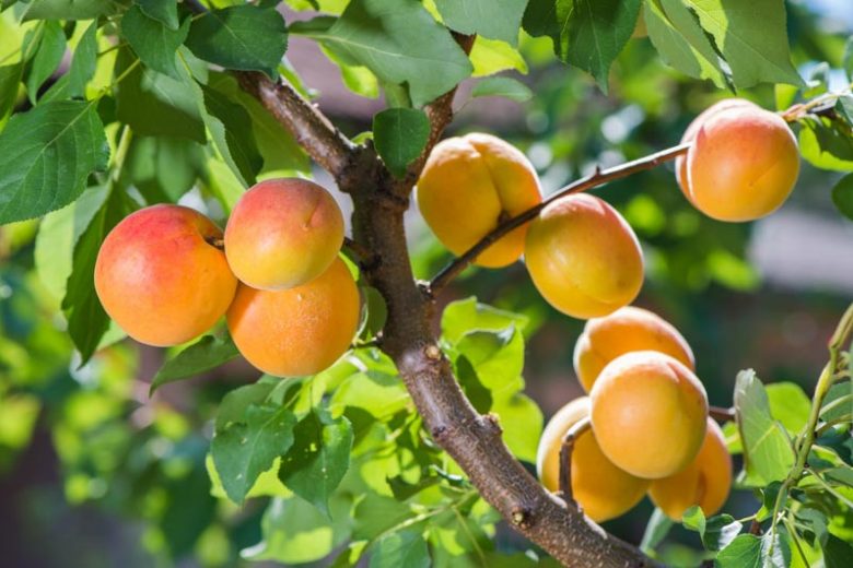 Best Companion Plants for Apricot Trees (and Ones to Avoid)