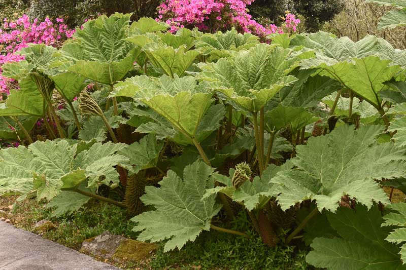 Gunnera manicata (Giant Rhubarb)