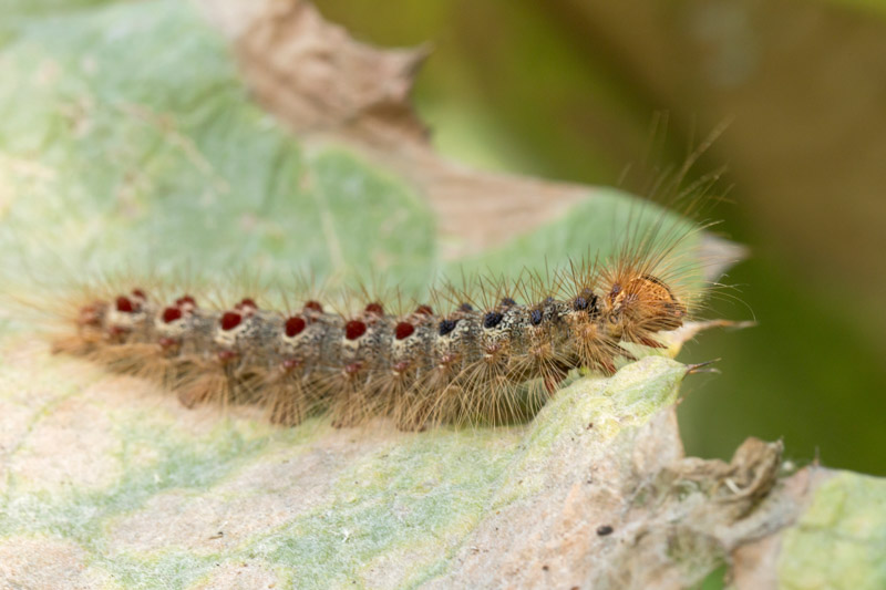 Gypsy Moth Guide: How to get rid of it
