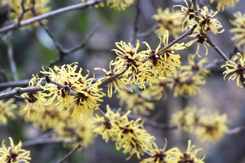Hamamelis mollis 'Jermyns Gold' (Chinese Witch Hazel)