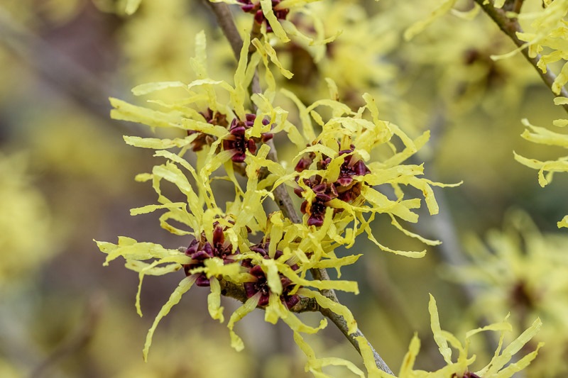 Hamamelis x intermedia 'Sunburst' (Witch Hazel)