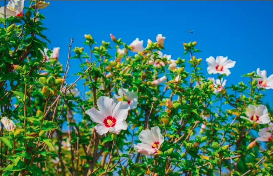 Hardy US Native Hibiscus to Grow