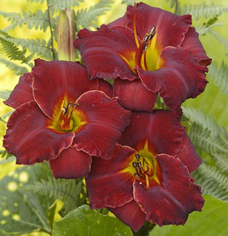 Hemerocallis 'Bama Bound' (Daylily)