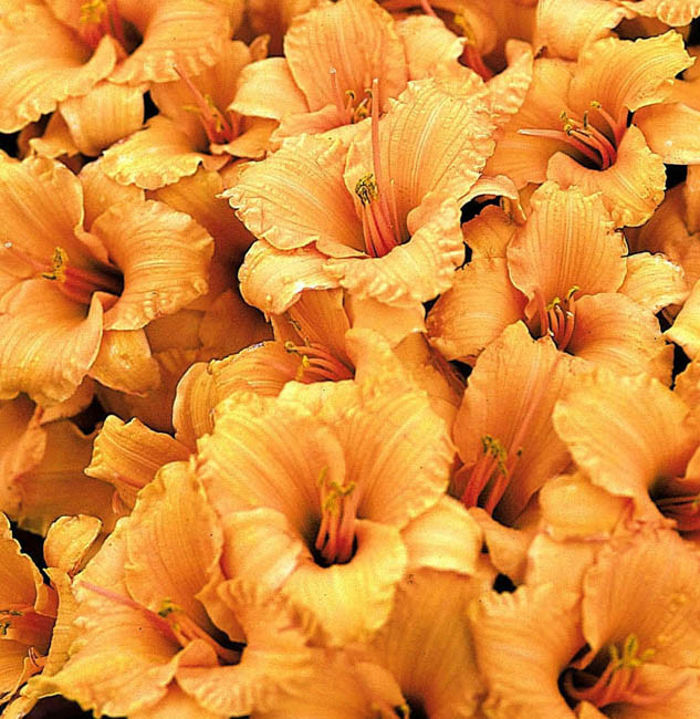 Hemerocallis 'Bertie Ferris' (Daylily)